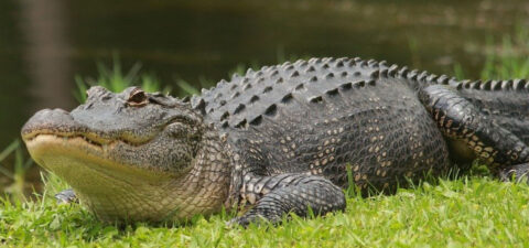 Fun Facts About Alligators You Never Knew